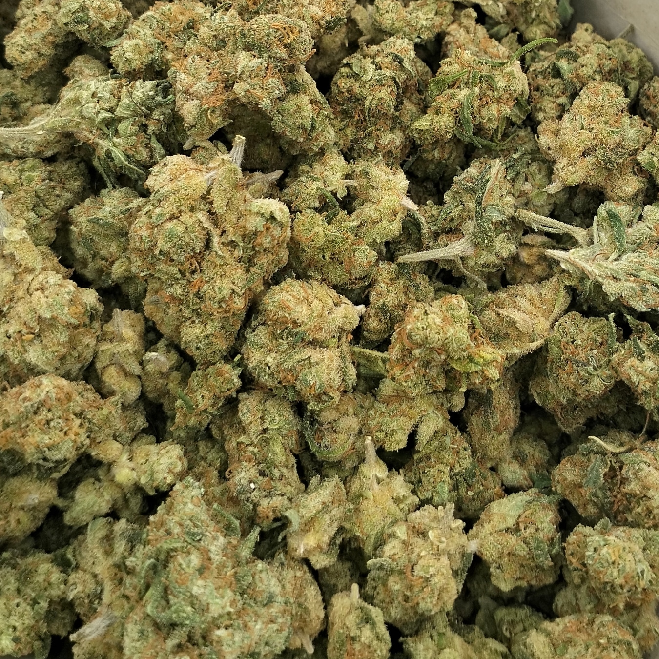 AMNESIA HAZE (Small) - Le Green Spot CBD Shop